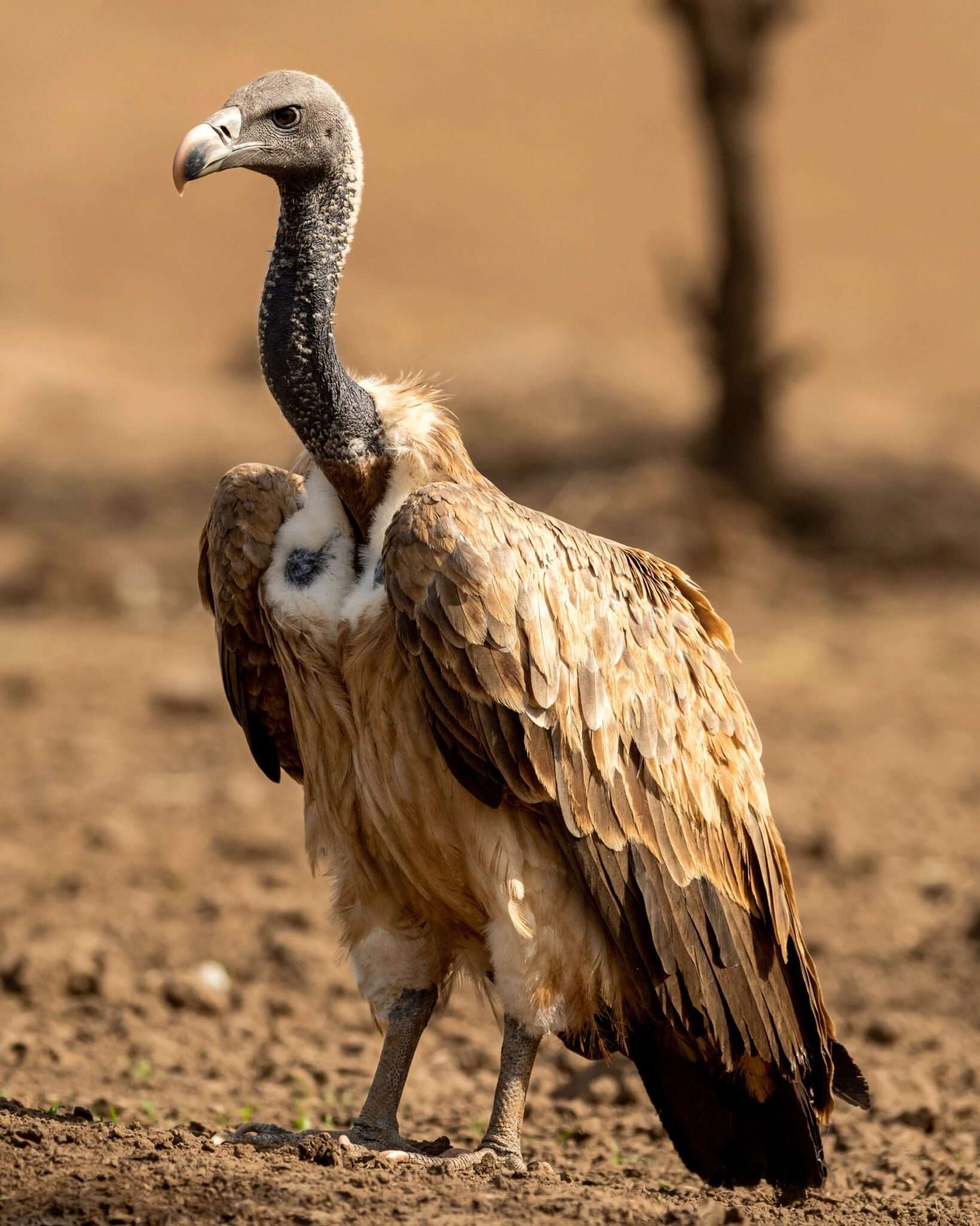 Top 10 Largest Vulture Species in the World