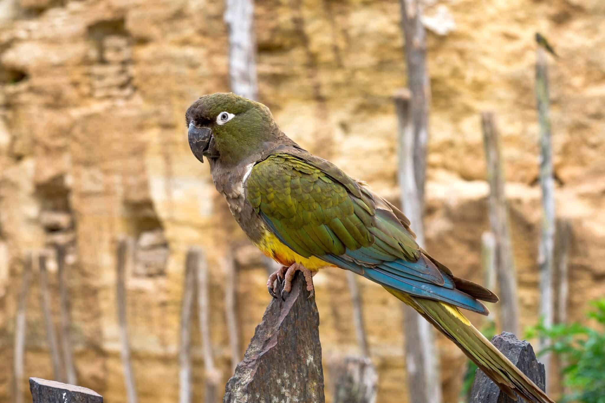 Do Birds Have Teeth? - 8 Birds That Have "Teeth"