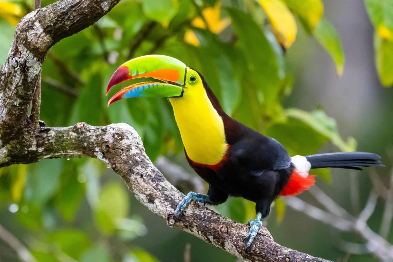 Do Birds Have Teeth? - 8 Birds That Have "Teeth"