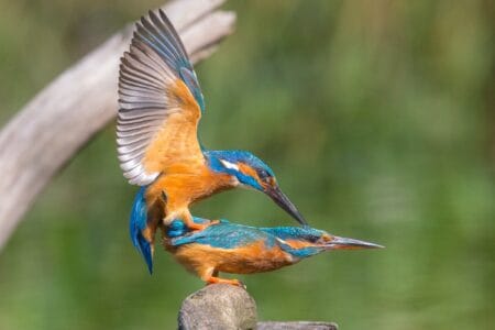 How Do Birds Mate? - Bird Mating Facts & FAQs