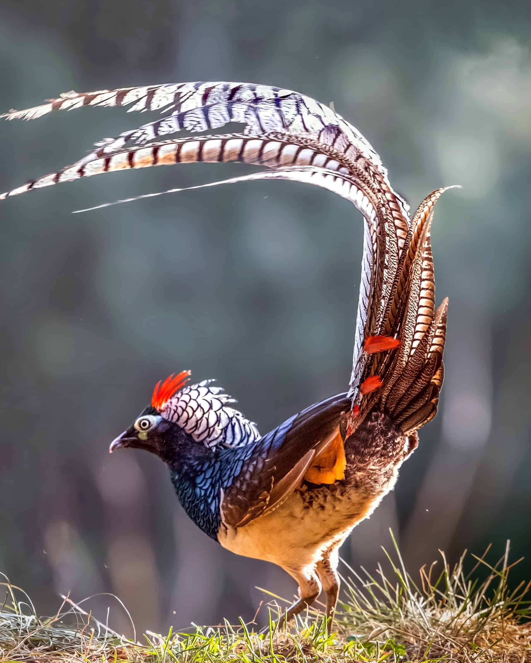 16 Birds With Long Tails (Long-Tailed Birds)