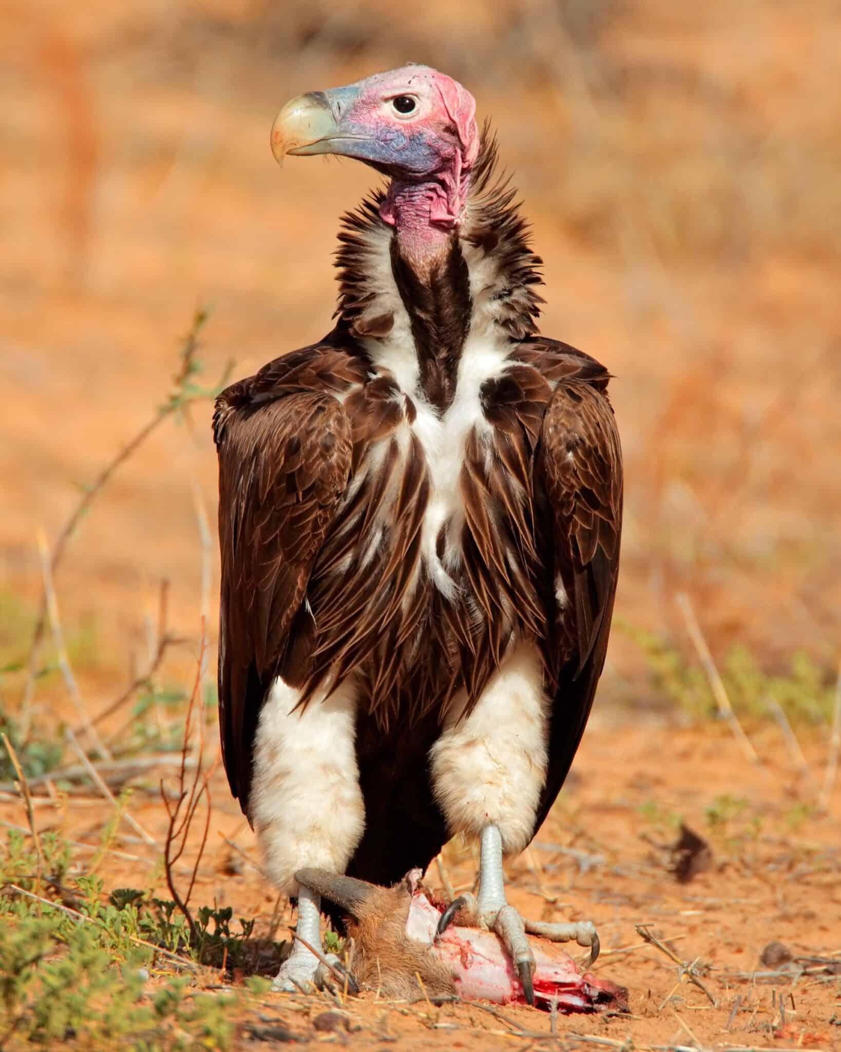 Top 10 Largest Vulture Species in the World
