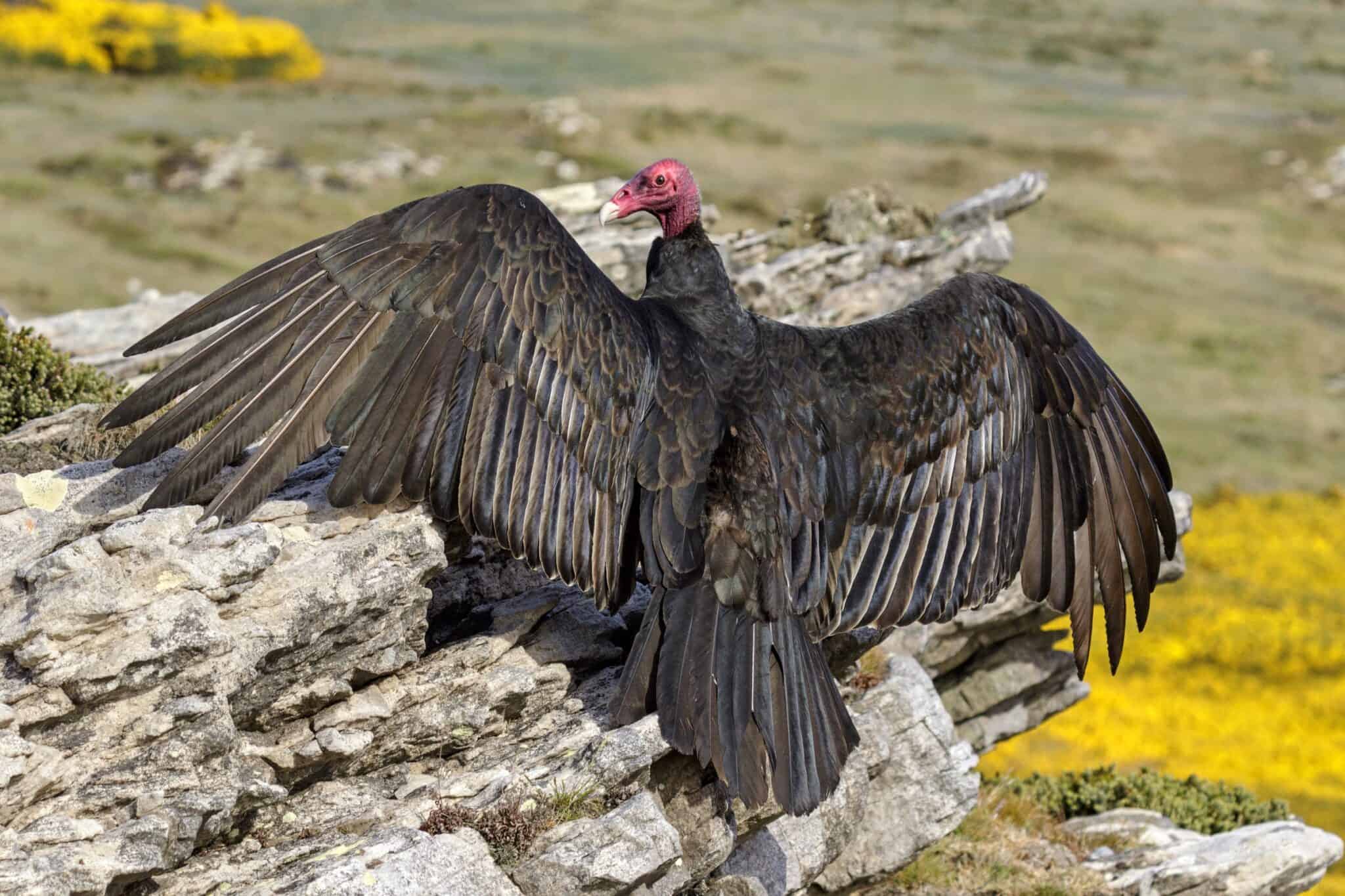 How Big Are Turkey Vultures? (Wingspan, Size & More)