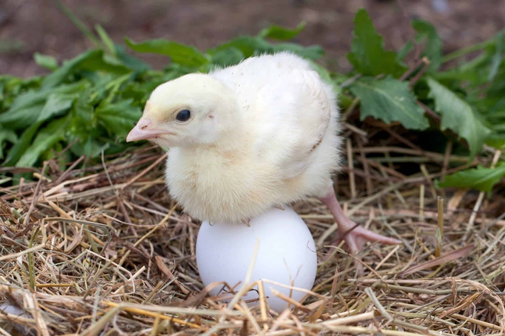 14 Interesting Facts About Baby Turkeys