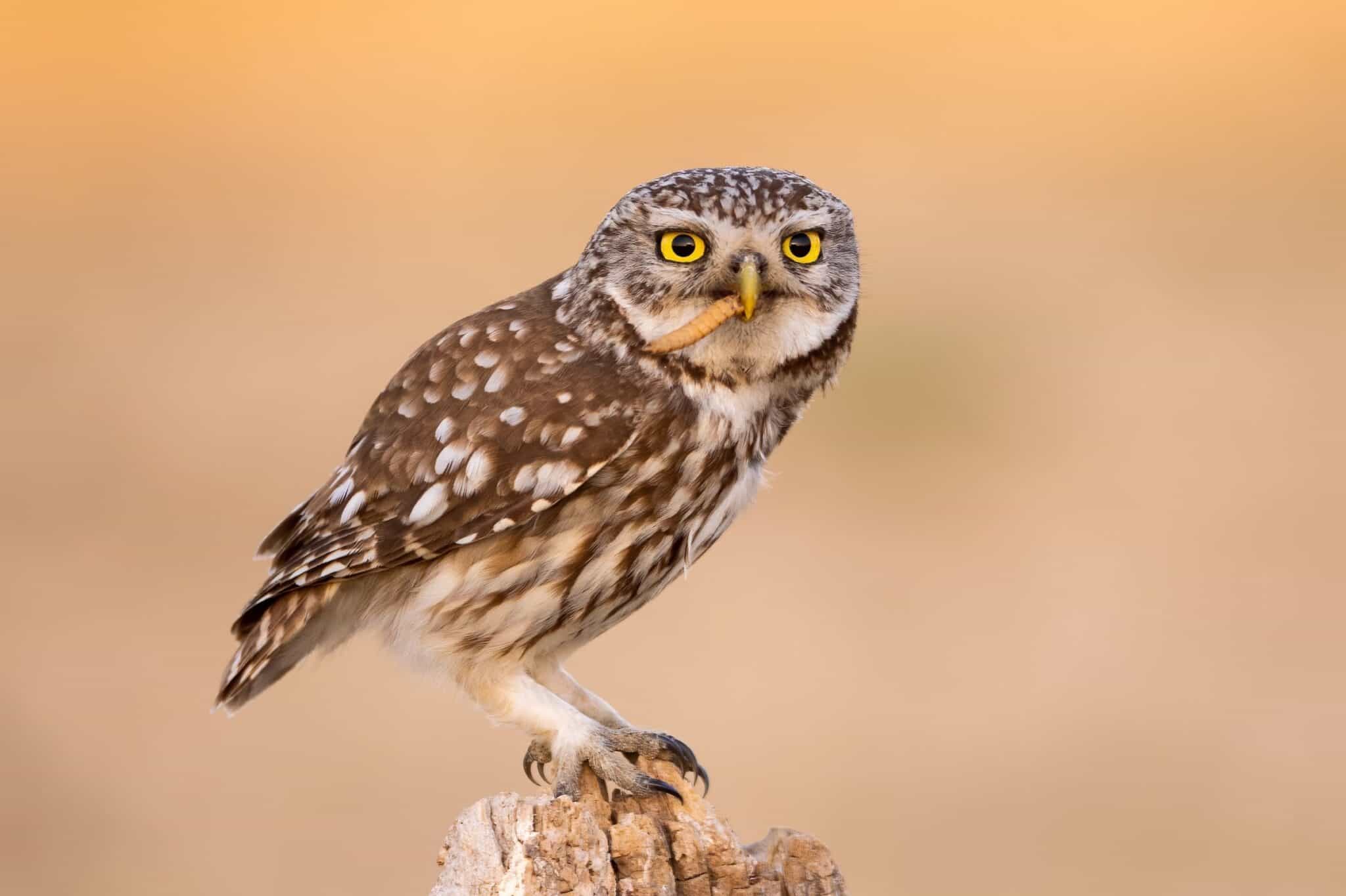 What Do Owls Eat? - Owl Feeding Habits & FAQs