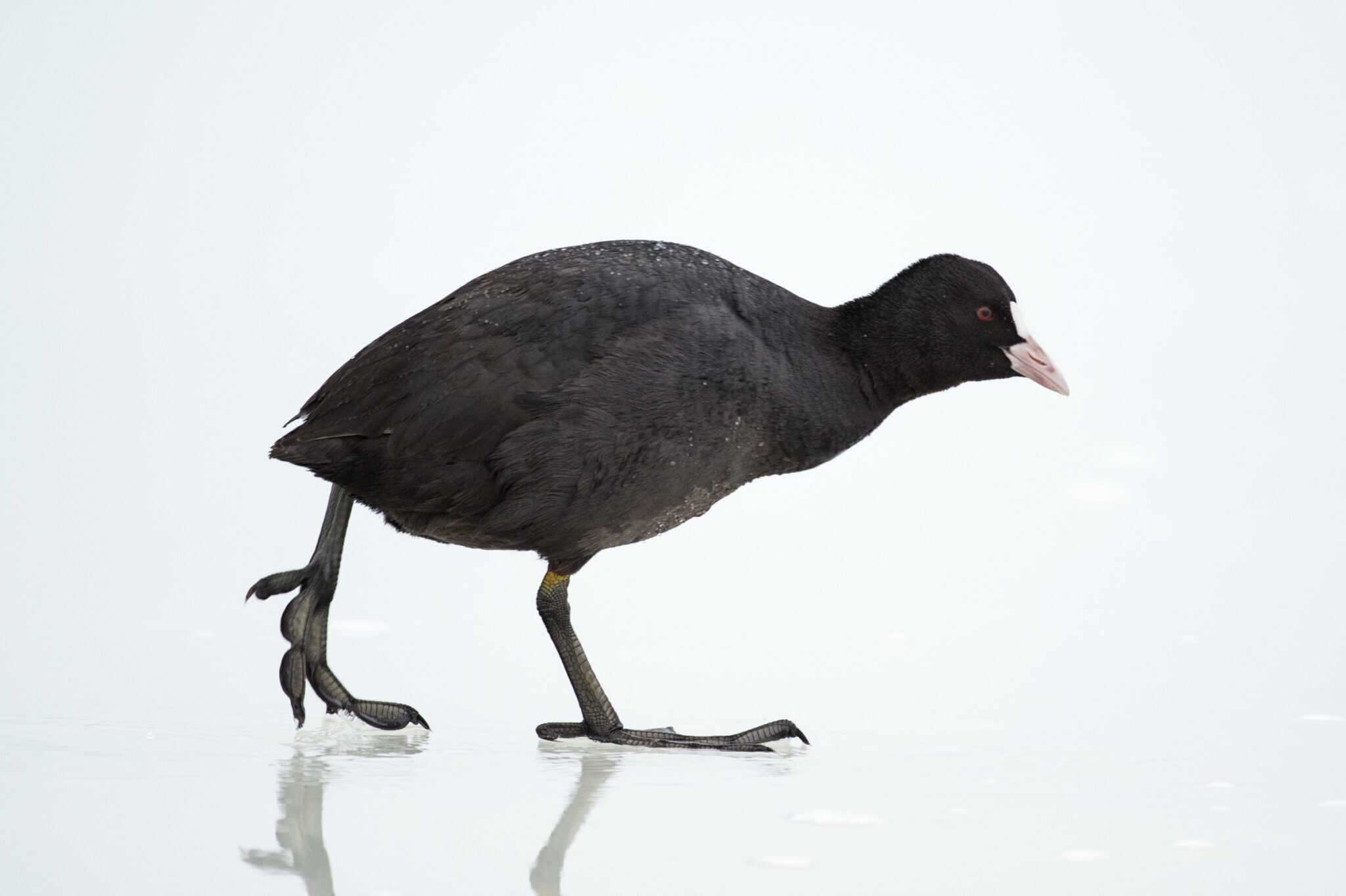 What Are Duck Feet Called? (Duck Feet Name & Facts)