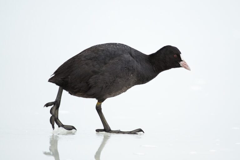 What Are Duck Feet Called? (Duck Feet Name & Facts)