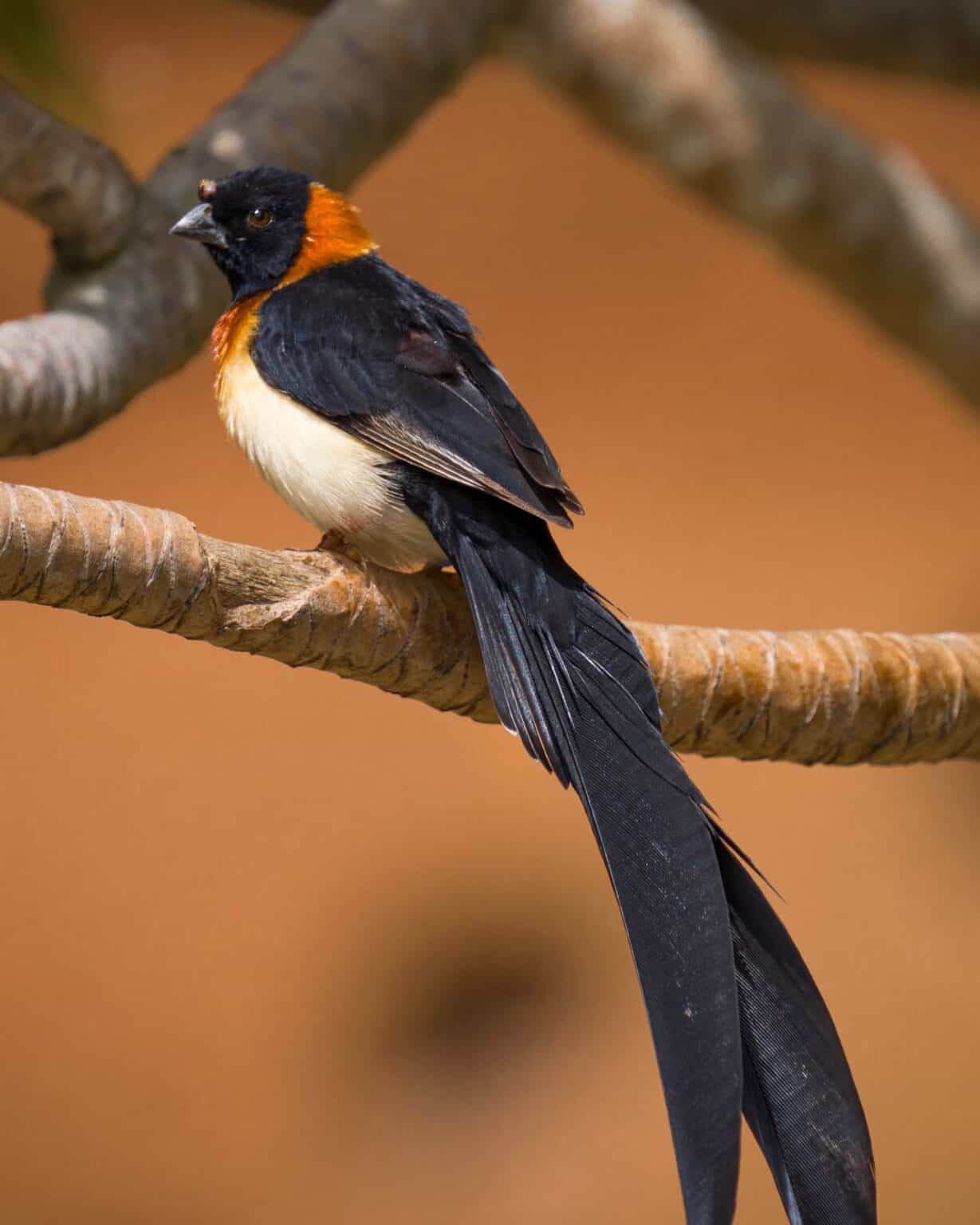 16 Birds With Long Tails (Long-Tailed Birds)