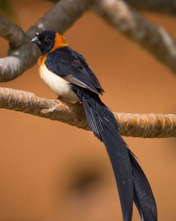 16 Birds With Long Tails (Long-Tailed Birds)