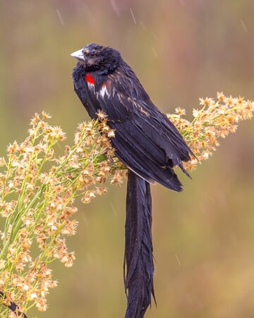 16 Birds With Long Tails (Long-Tailed Birds)