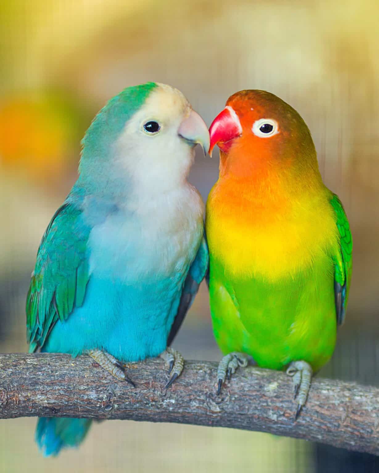 17 Types of Parrots That Make Wonderful Pets