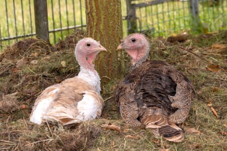 Male vs. Female Turkeys: What’s the Difference?