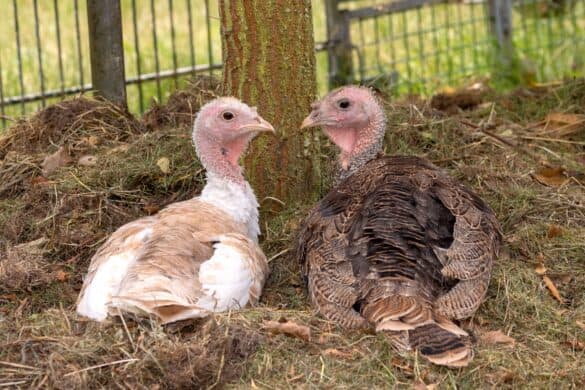 Male vs. Female Turkeys: What’s the Difference?