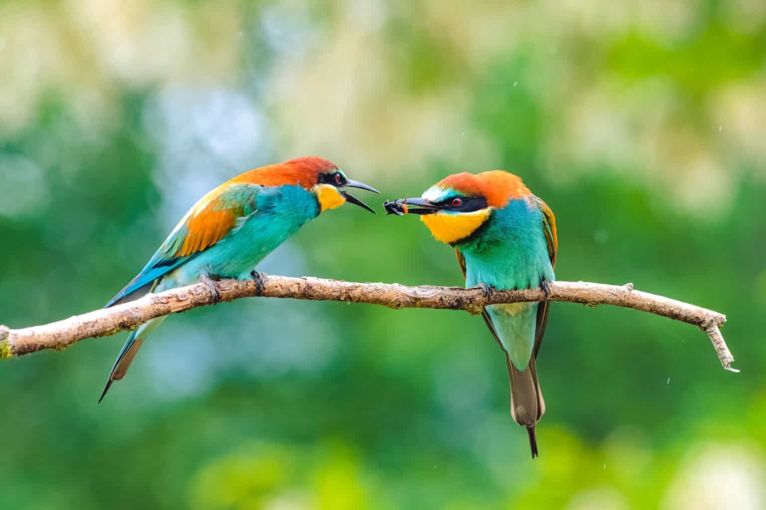 Do Birds Have Penises? - Bird Helpful