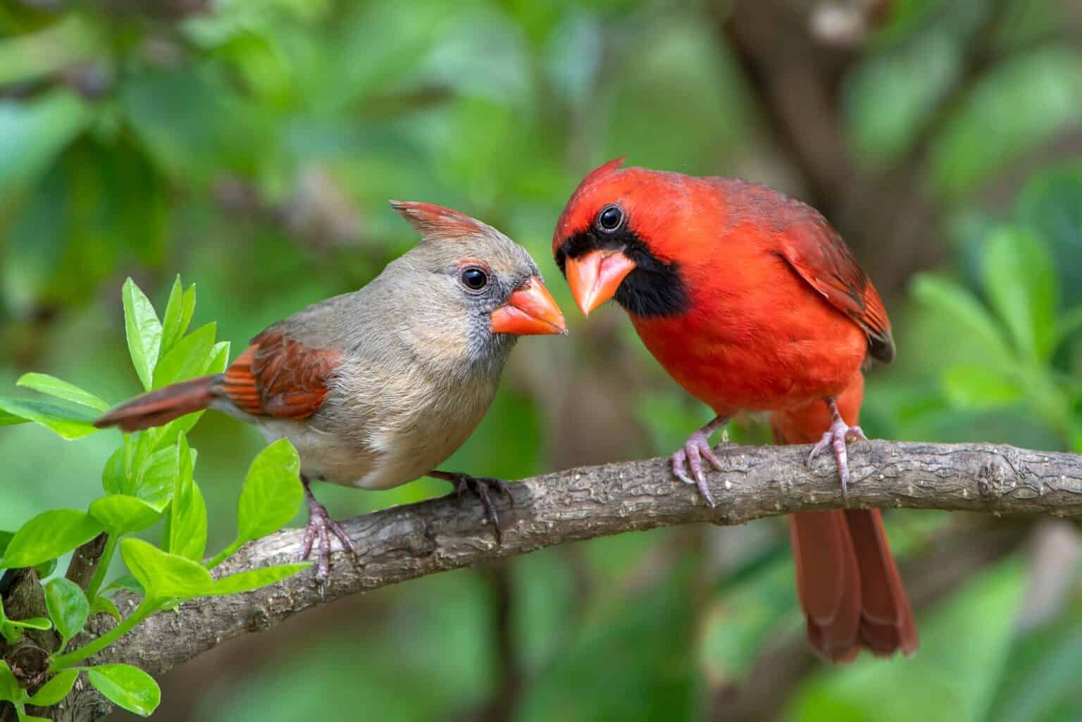 How Do Birds Mate? - Bird Mating Facts & FAQs