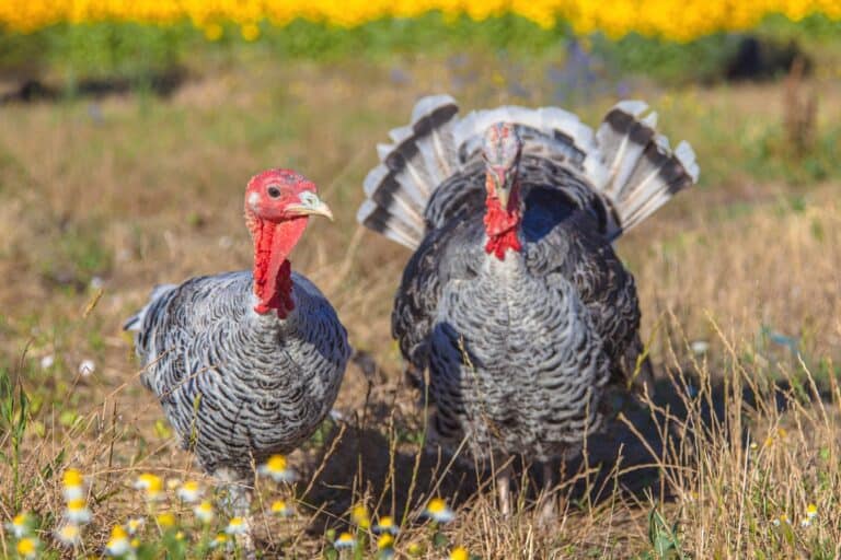 What Is the Red Thing on a Turkey’s Neck? - Bird Helpful
