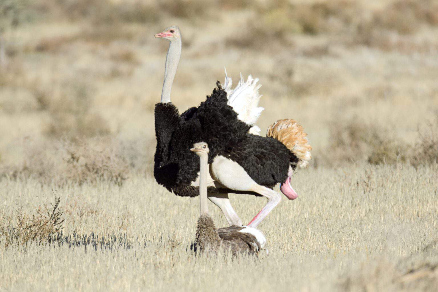 The Ostrich Penis: Why Is It Unique Among Birds?