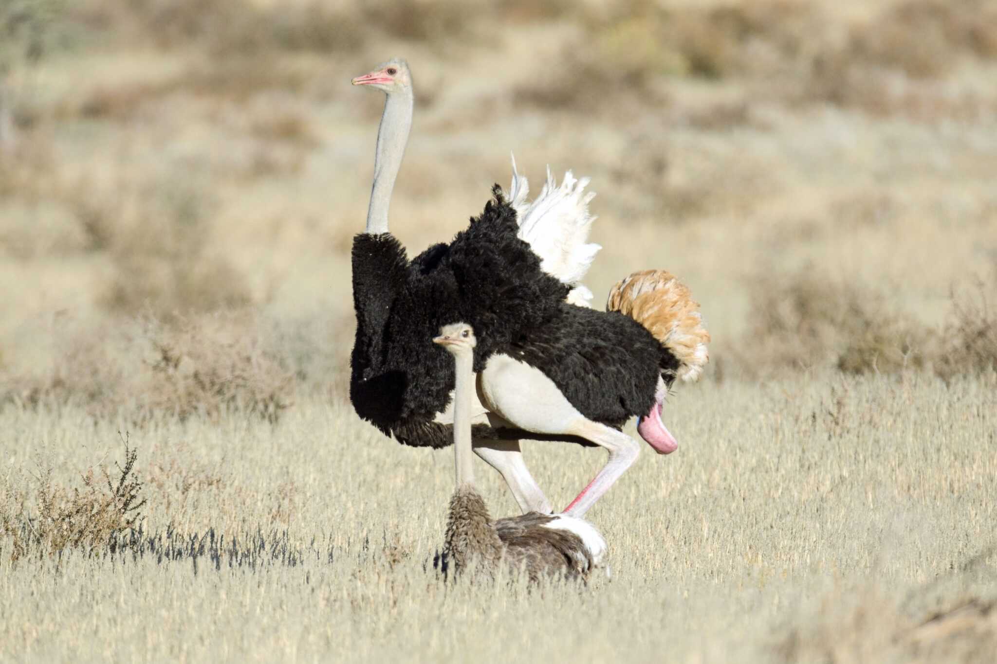 The Ostrich Penis: Why Is It Unique Among Birds?