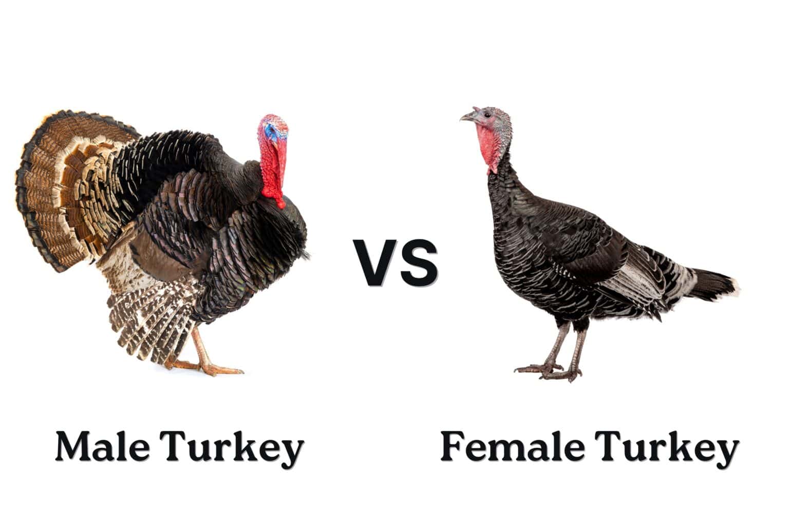 Male vs. Female Turkeys: What’s the Difference?