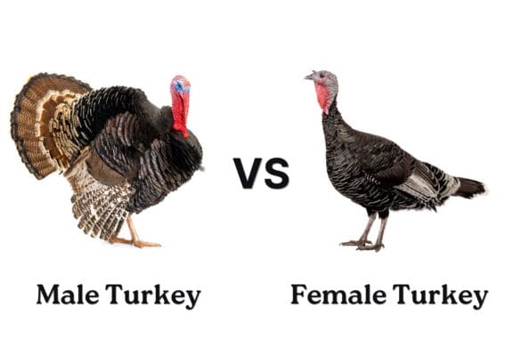 Male vs. Female Turkeys: What’s the Difference?