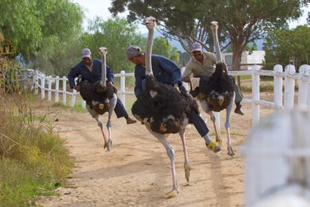 How Fast Can an Ostrich Run? (Top Speed & FAQs)