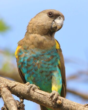 17 Types of Parrots That Make Wonderful Pets