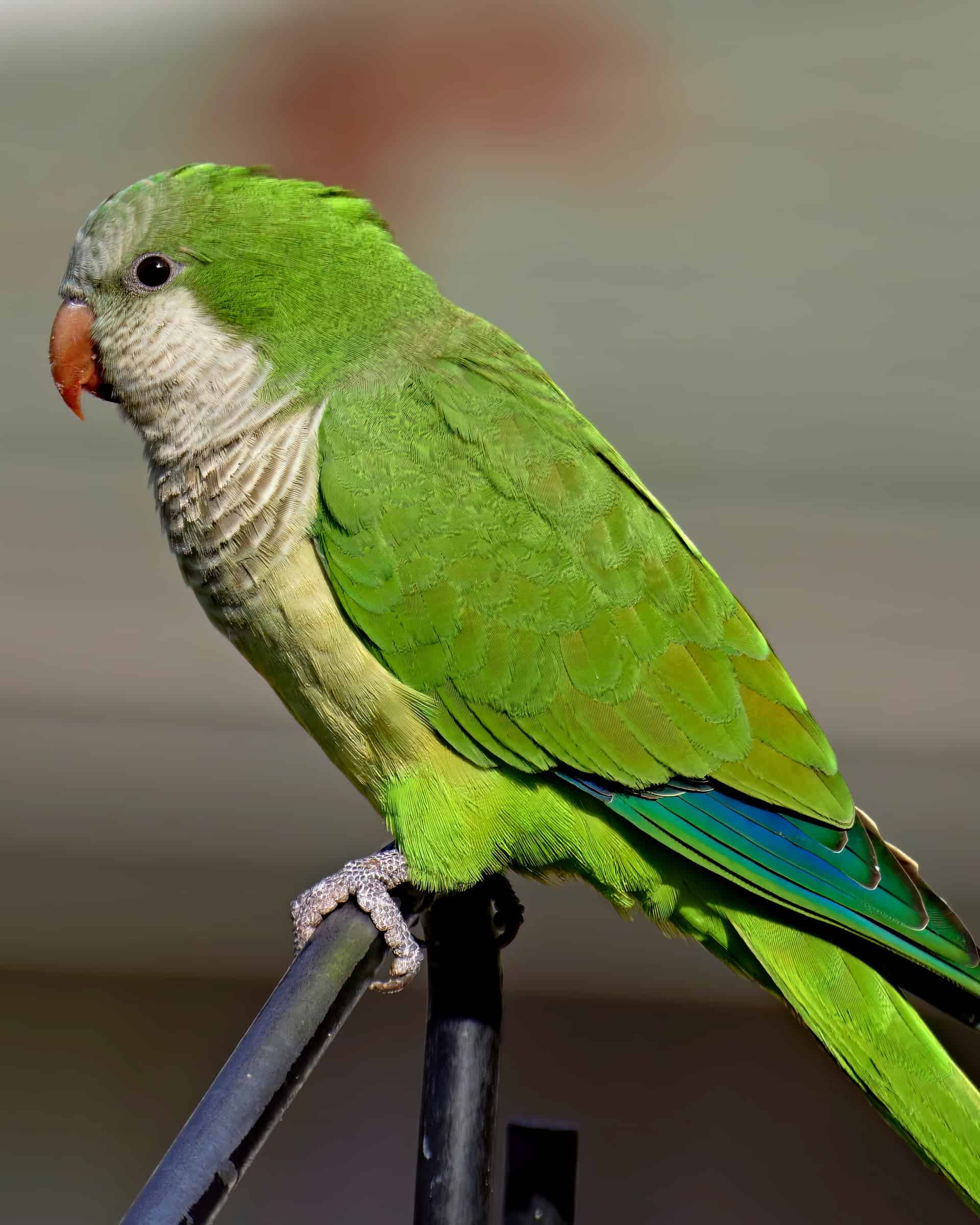 How Much Does a Talking Parrot Cost? (2025 Updated)