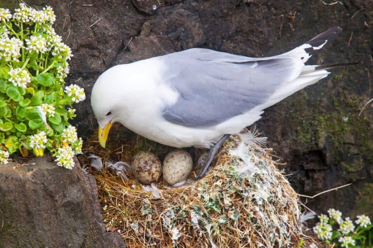 How Do Birds Mate? - Bird Mating Facts & FAQs