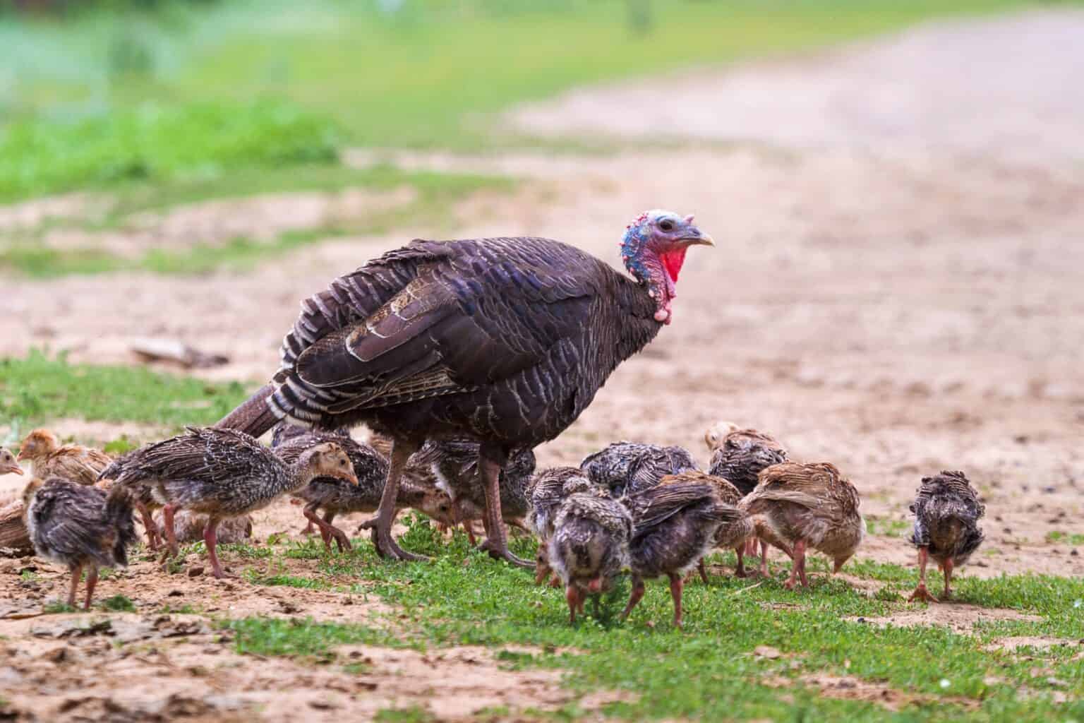 14 Interesting Facts About Baby Turkeys