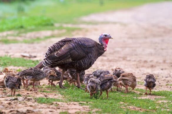 14 Interesting Facts About Baby Turkeys
