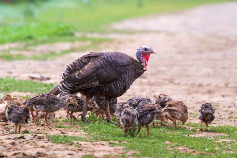 14 Interesting Facts About Baby Turkeys