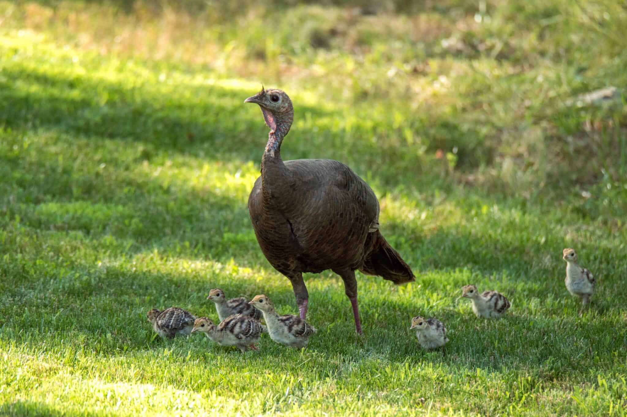 14 Interesting Facts About Baby Turkeys