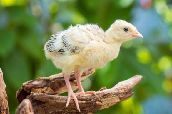 14 Interesting Facts About Baby Turkeys
