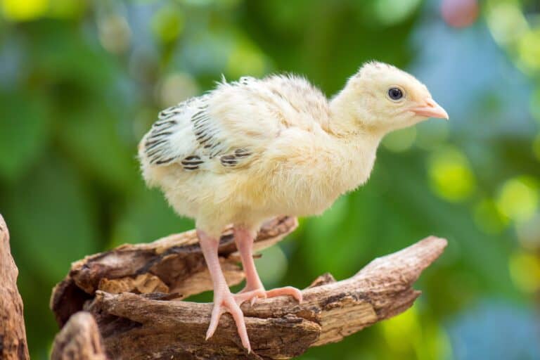 14 Interesting Facts About Baby Turkeys