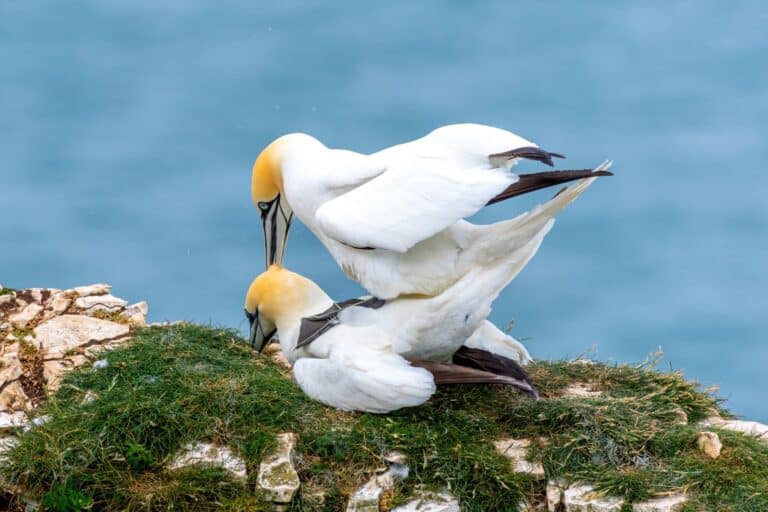 How Do Birds Mate? - Bird Mating Facts & FAQs
