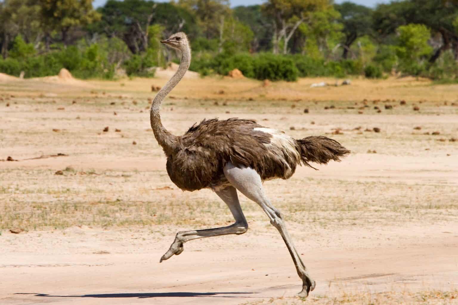 How Fast Can an Ostrich Run? (Top Speed & FAQs)