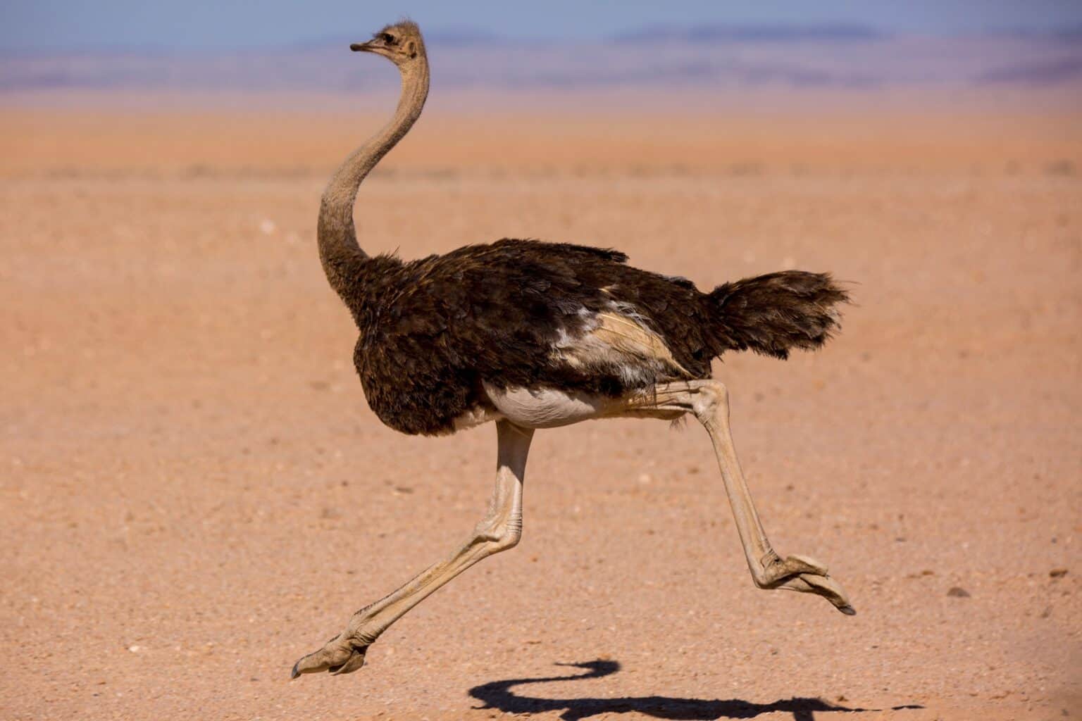 How Fast Can an Ostrich Run? (Top Speed & FAQs)