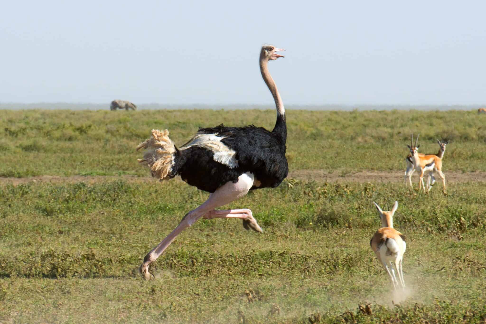 How Fast Can an Ostrich Run? (Top Speed & FAQs)