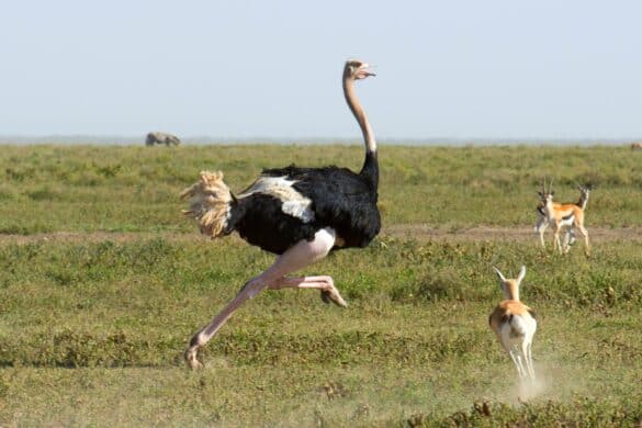 How Fast Can an Ostrich Run? (Top Speed & FAQs)