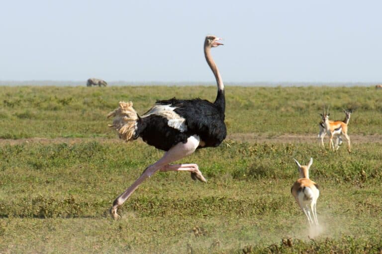 How Fast Can an Ostrich Run? (Top Speed & FAQs)