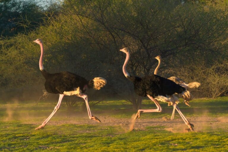 How Fast Can an Ostrich Run? (Top Speed & FAQs)