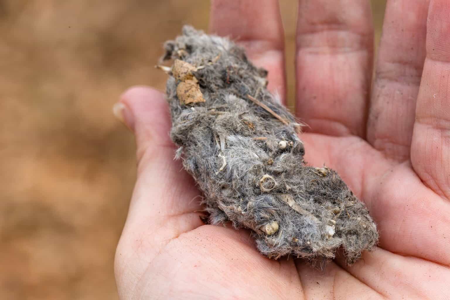 What Do Owls Eat? - Owl Feeding Habits & FAQs