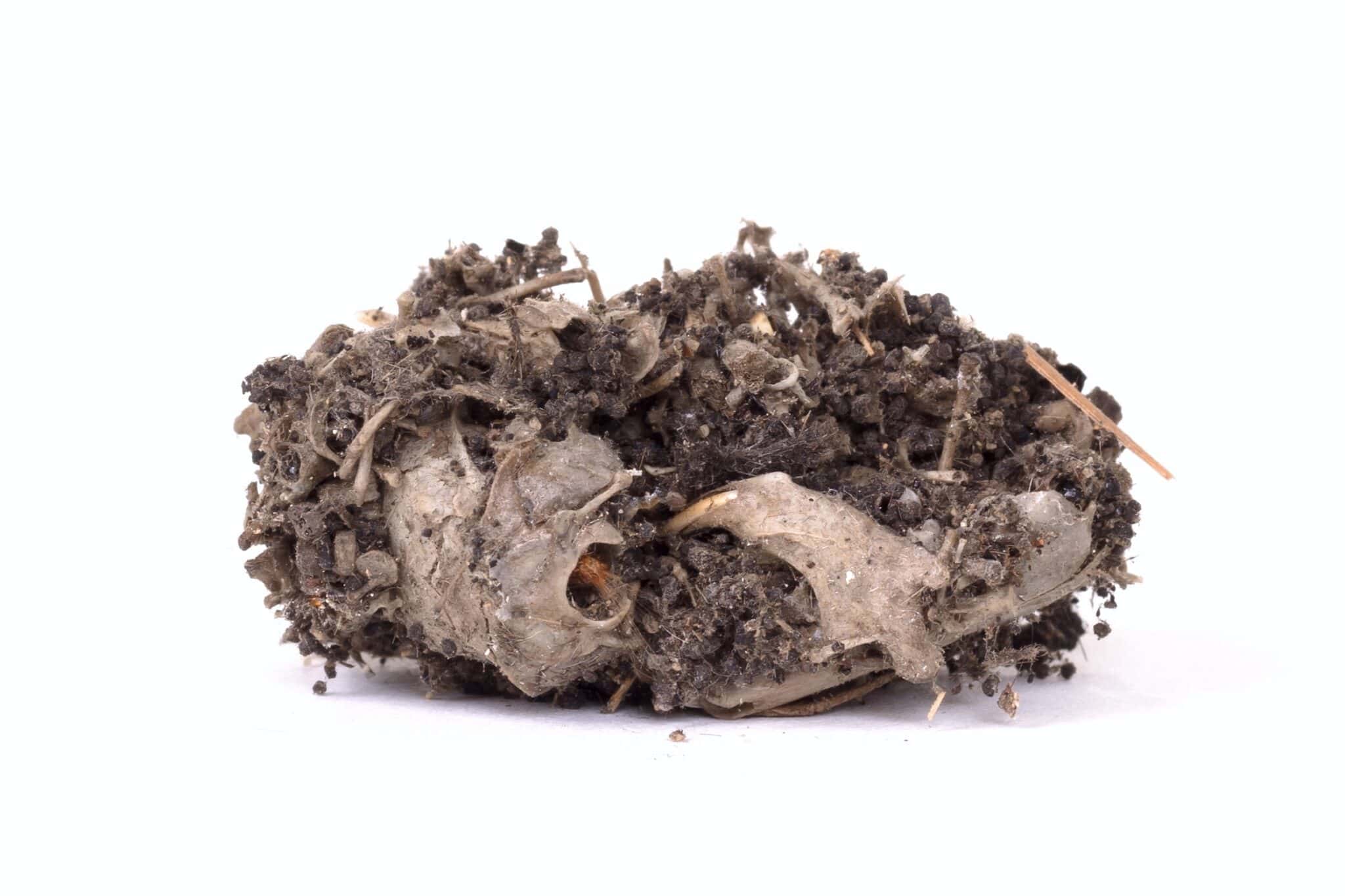 What Do Owls Eat? - Owl Feeding Habits & FAQs