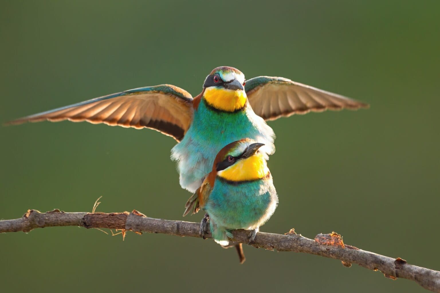 How Do Birds Mate? - Bird Mating Facts & FAQs