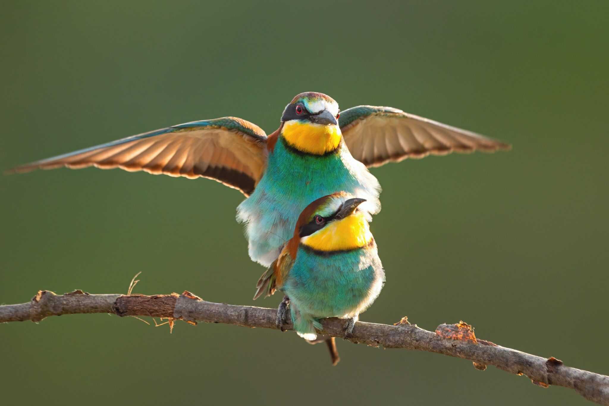 How Do Birds Mate? - Bird Mating Facts & FAQs