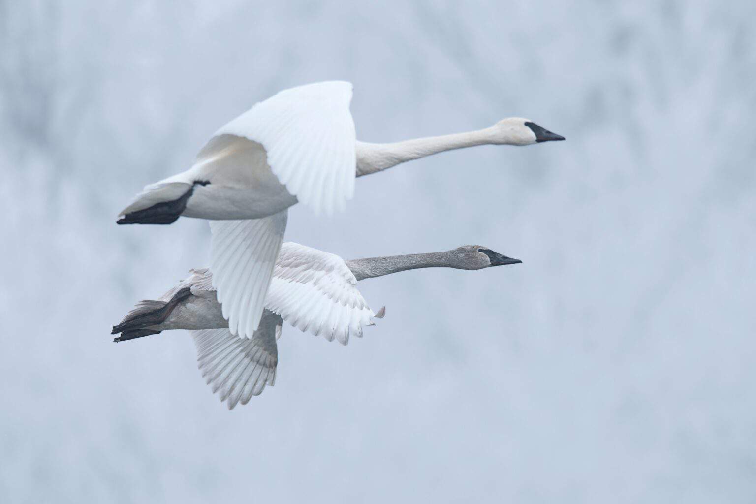 Can Swans Fly? (Distance, Height, Speed & Migration)