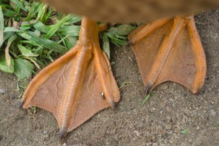 What Are Duck Feet Called? (Duck Feet Name & Facts)