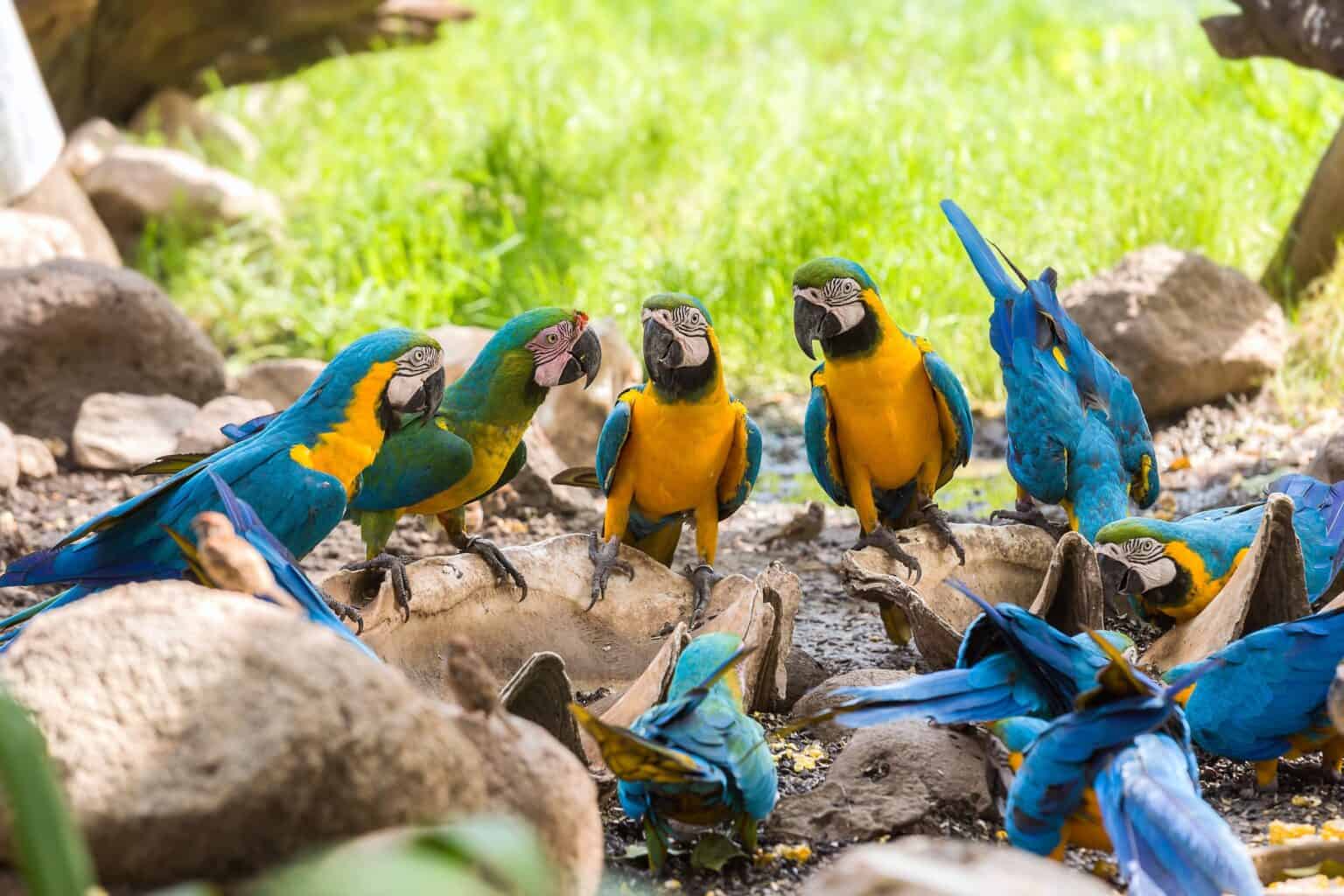 What Is a Group of Parrots Called? (And Why?)