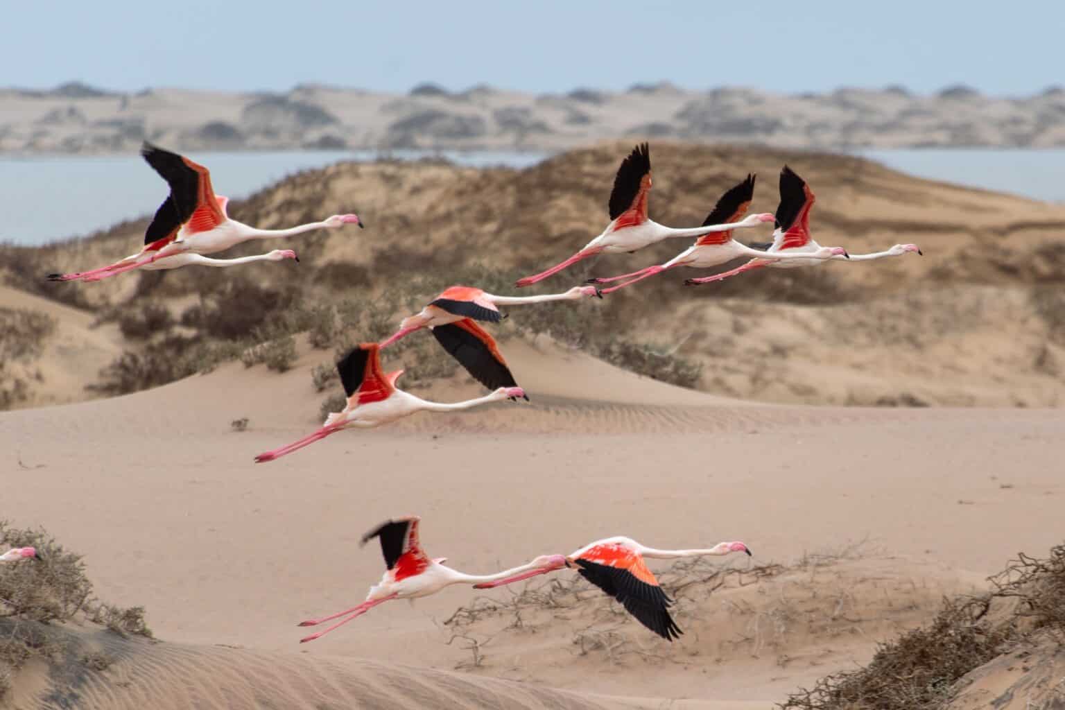 Can Flamingos Fly? - All You Need to Know