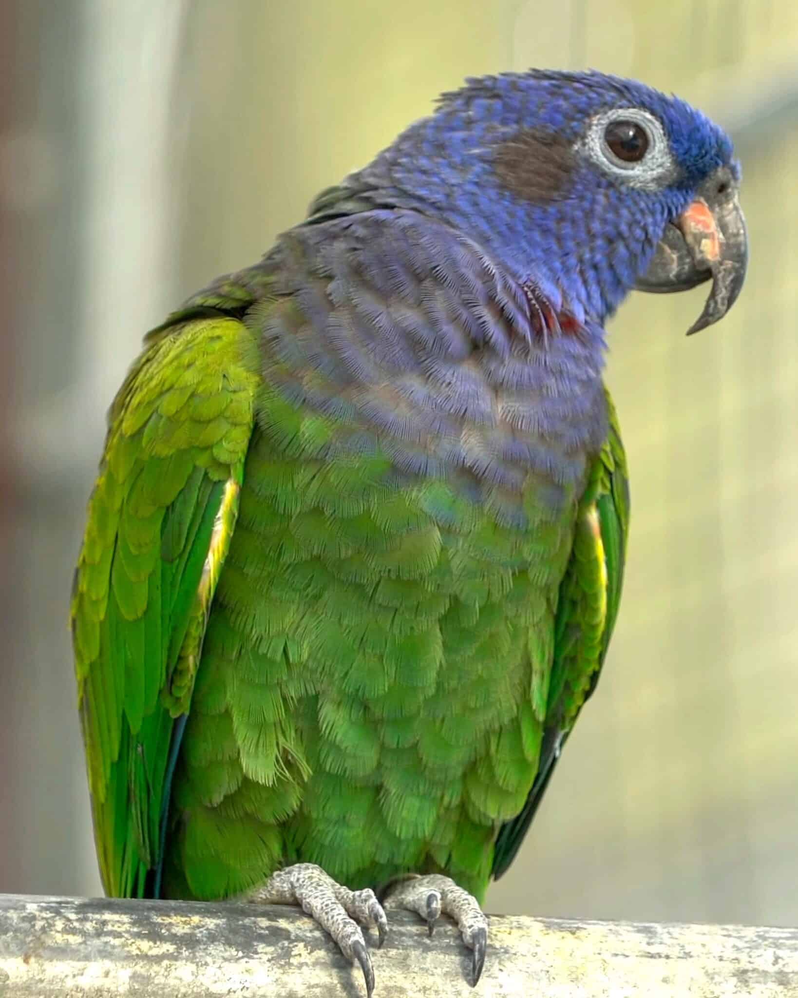 17 Types of Parrots That Make Wonderful Pets